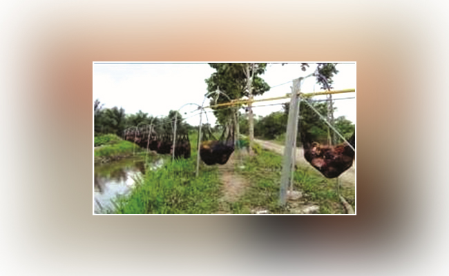 Palm Oil News - Want to Try FFB Transportation using Cableway System